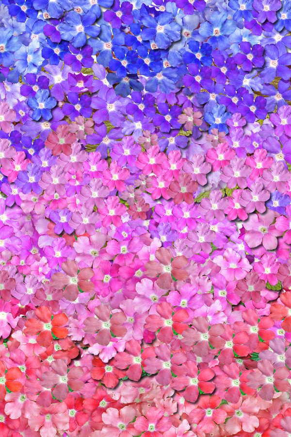 hydrangea galaxy